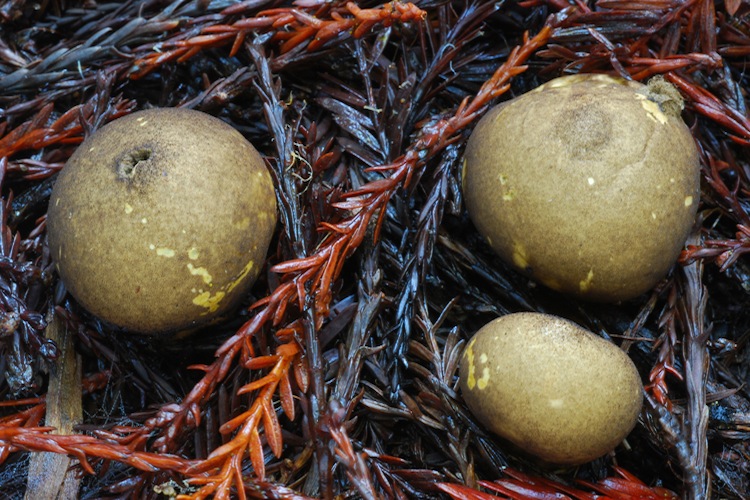 Lycoperdon Mushroom Species | The Santa Cruz Mycoflora Project