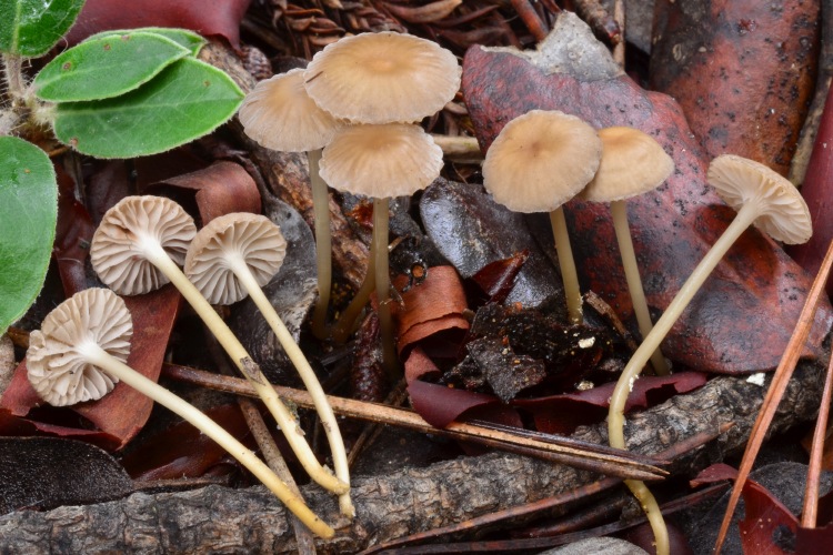 Mycena Mushroom Species | The Mycota of Santa Cruz County